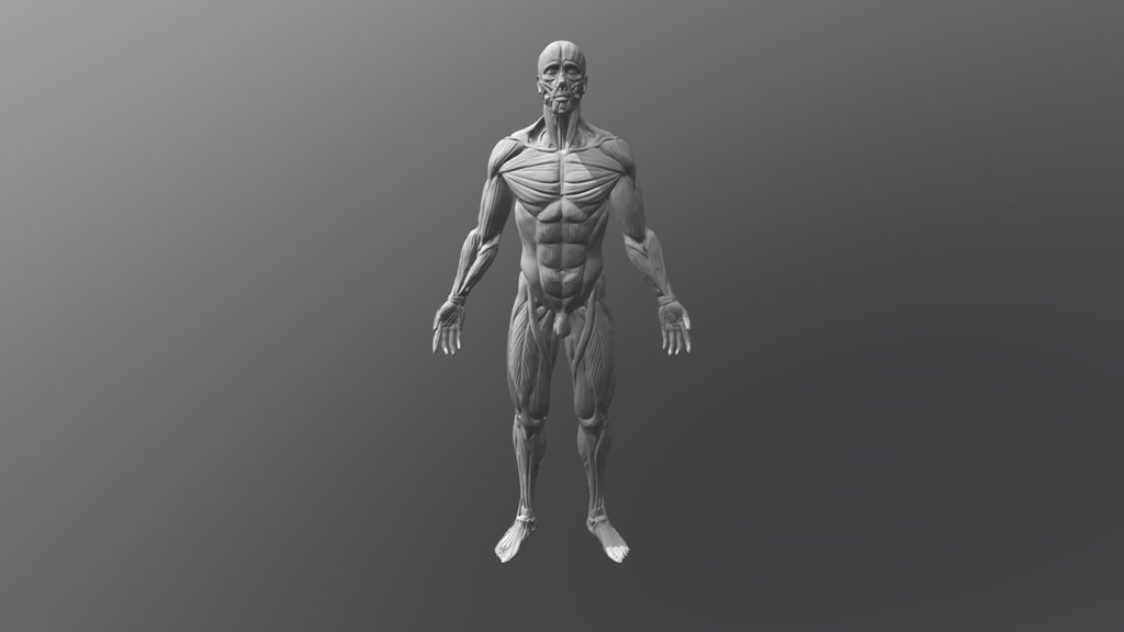 Anatomy - A 3D model collection by kanoueiki - Sketchfab