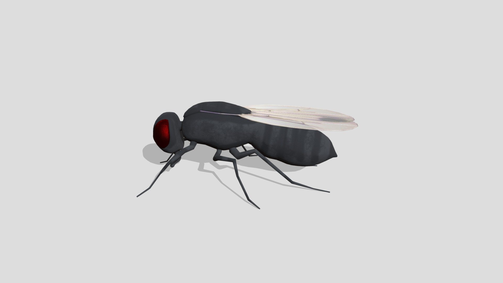 Fruit Fly - 3D model by Andres Bonomi (@andresbonomi) [02b46a6] - Sketchfab