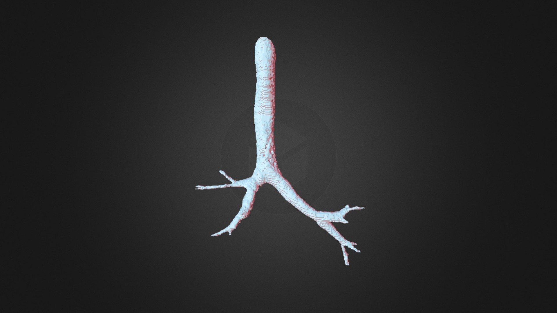 3D Trachea - 3D model by Mohammad.Elsayed1 [02b5c0e] - Sketchfab