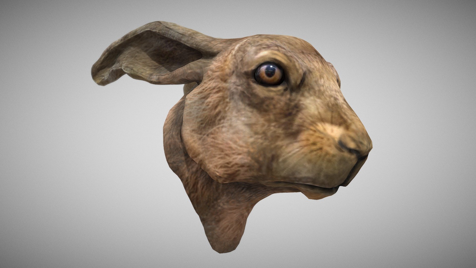 European Hare - Buy Royalty Free 3D model by Tom Johnson (@Brigyon ...