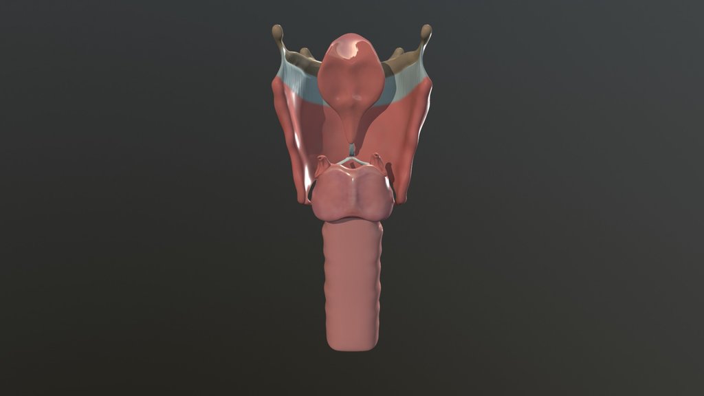 Voice Anatomy - A 3D model collection by mekhane - Sketchfab