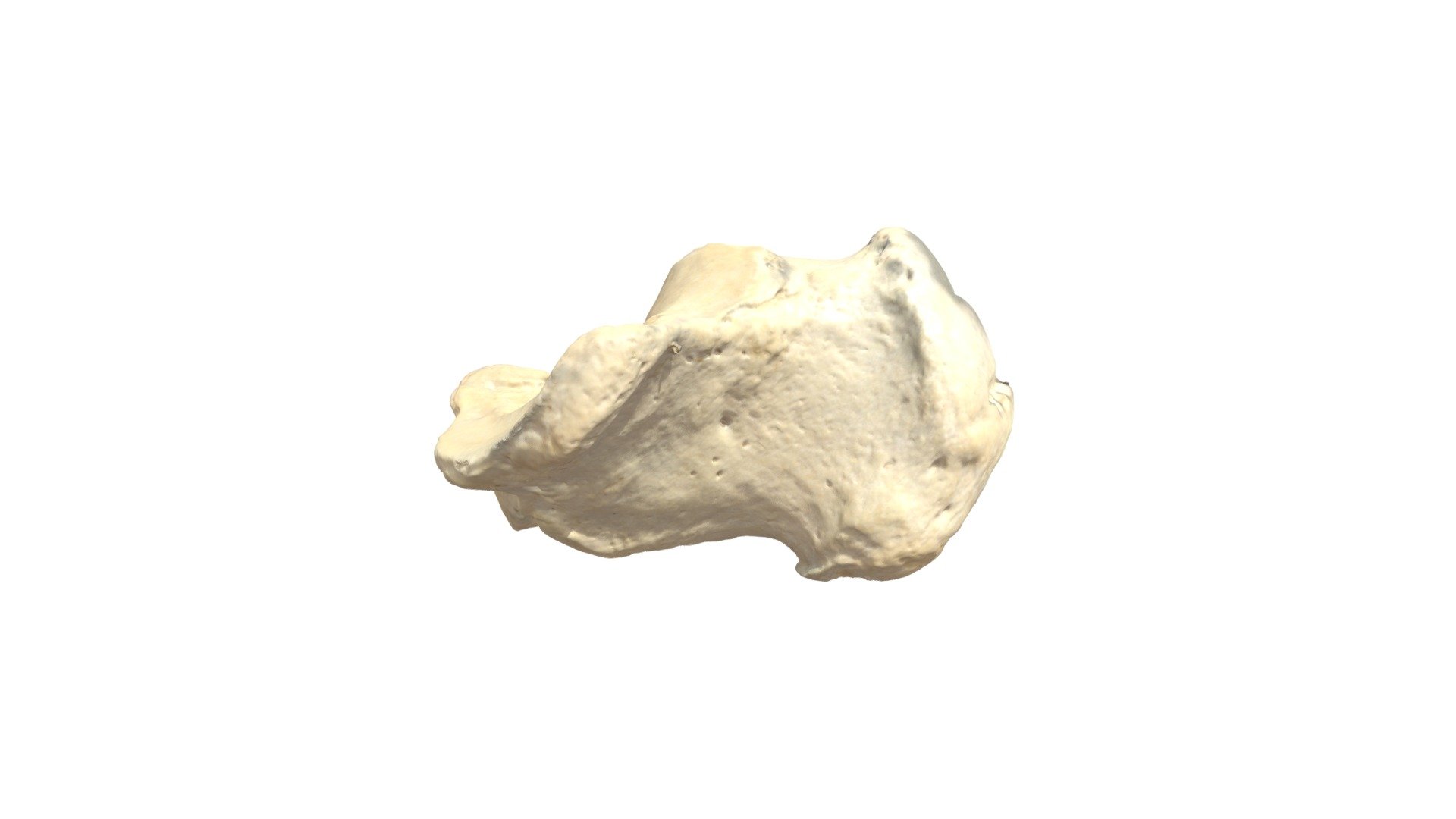 Os Calcaneus R Lege Annotaties 3d Model By Universiteit Antwerpen
