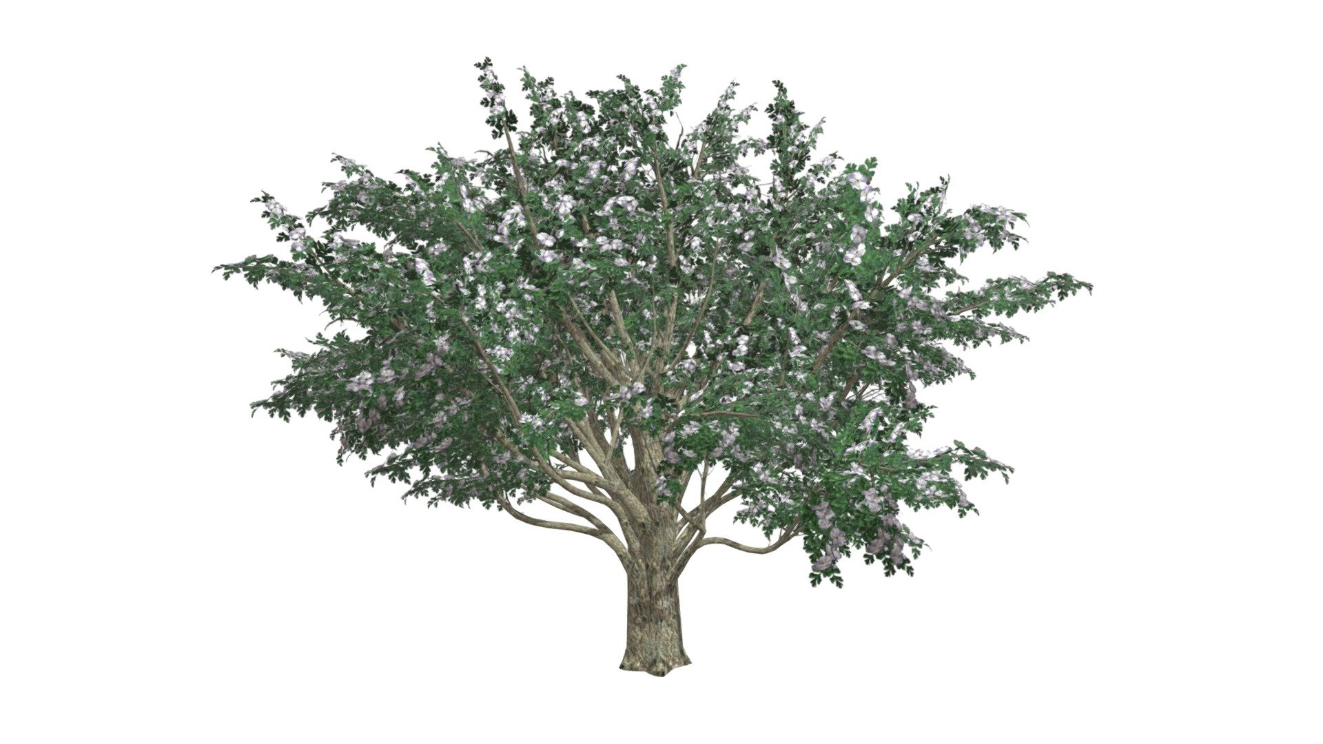 Common Hawthorne Tree #04 - Buy Royalty Free 3D model by meshshape ...
