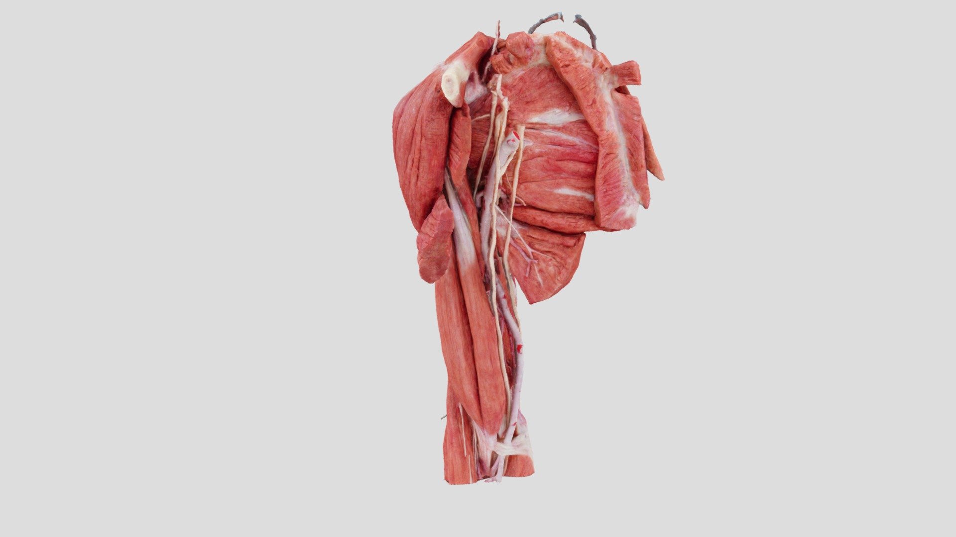 HK - cingulum - 3D model by kucharm [02cac63] - Sketchfab