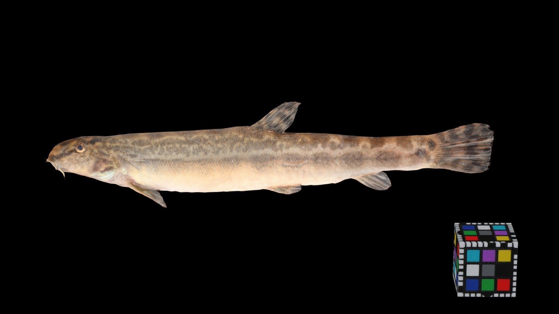 CC0 ヒガシシマドジョウ 🐟 ♀ Japanese Striped Loach - Download Free 3D model by ...