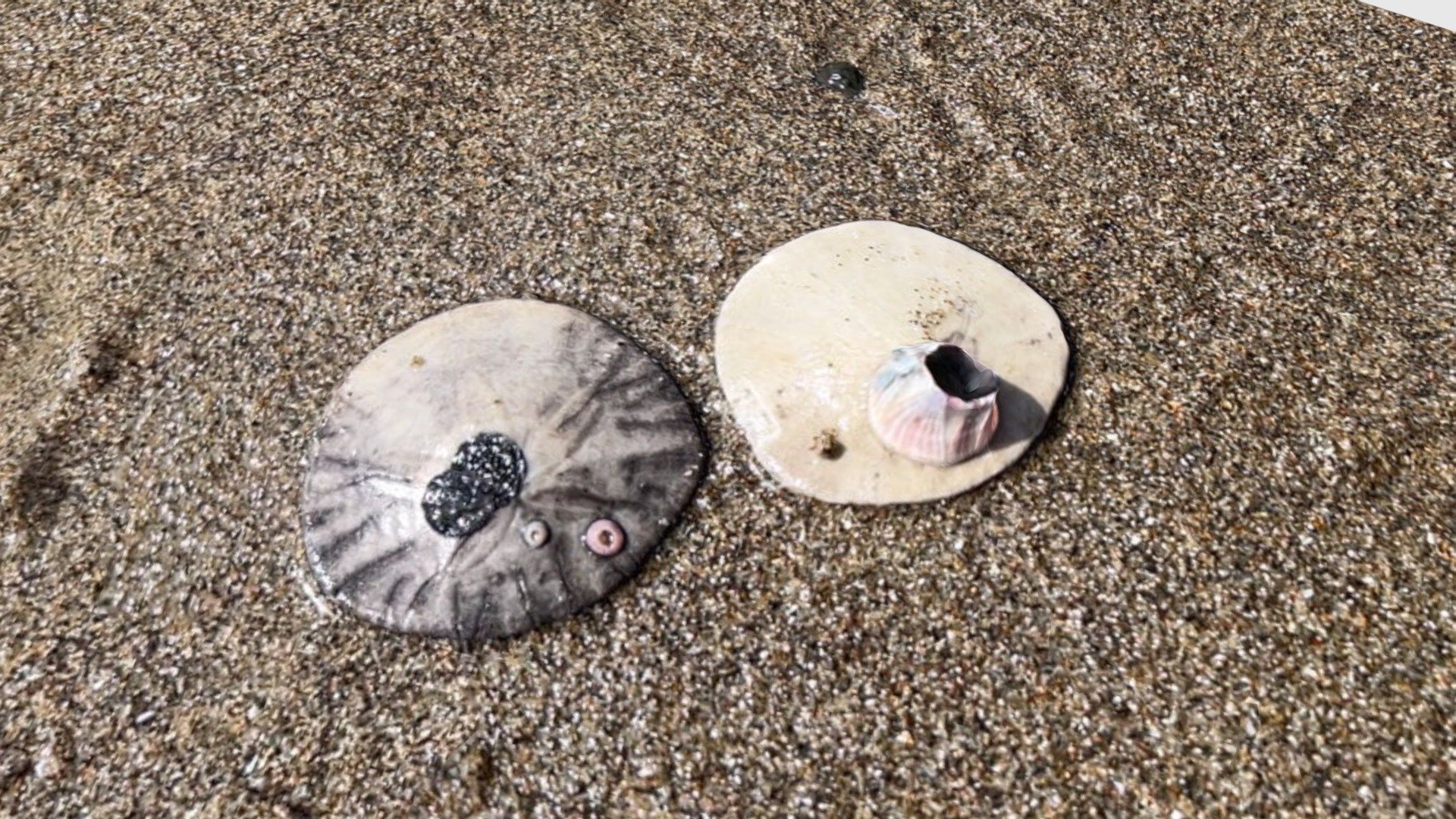 Sand dollars with barnacles - Download Free 3D model by Robert Mahon ...