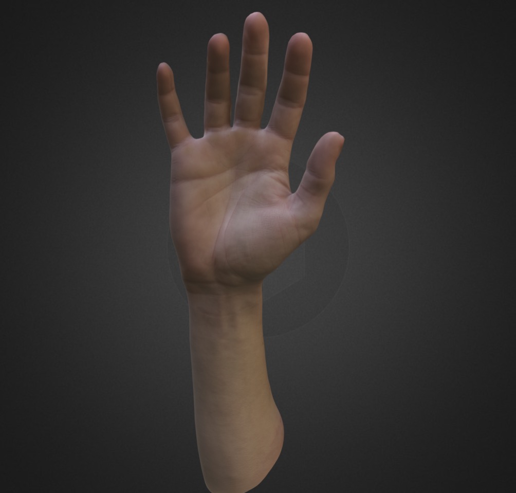 Hand - 3D model by scottdelbressine [02d13ab] - Sketchfab
