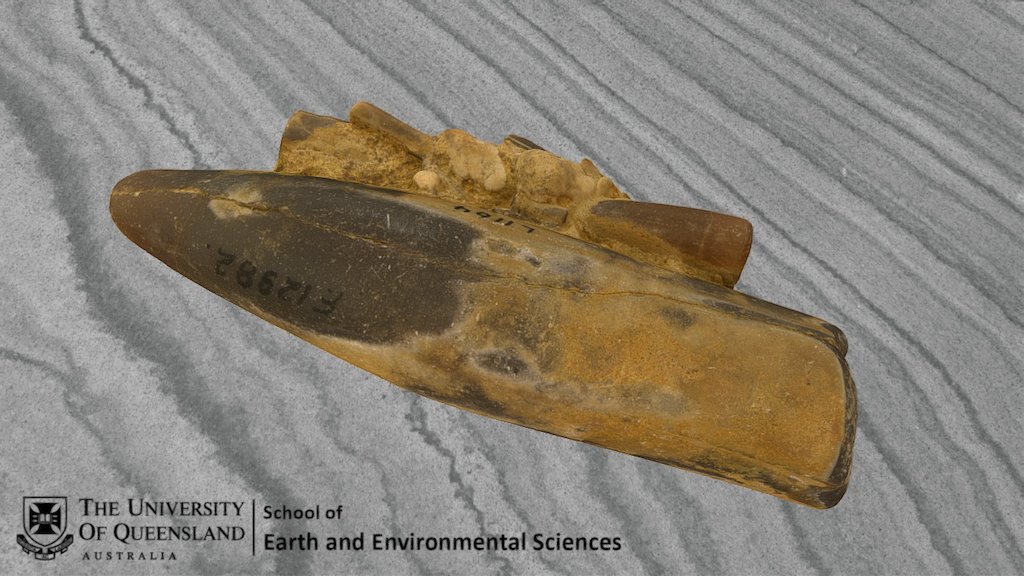 Bellemnite Phragmocone - 3D model by nate_siddle (@nate_sid) [02d3543 ...