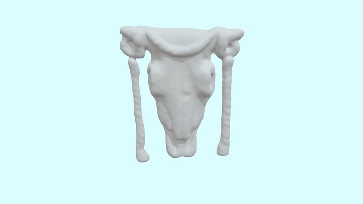 Bucranium 3D models - Sketchfab
