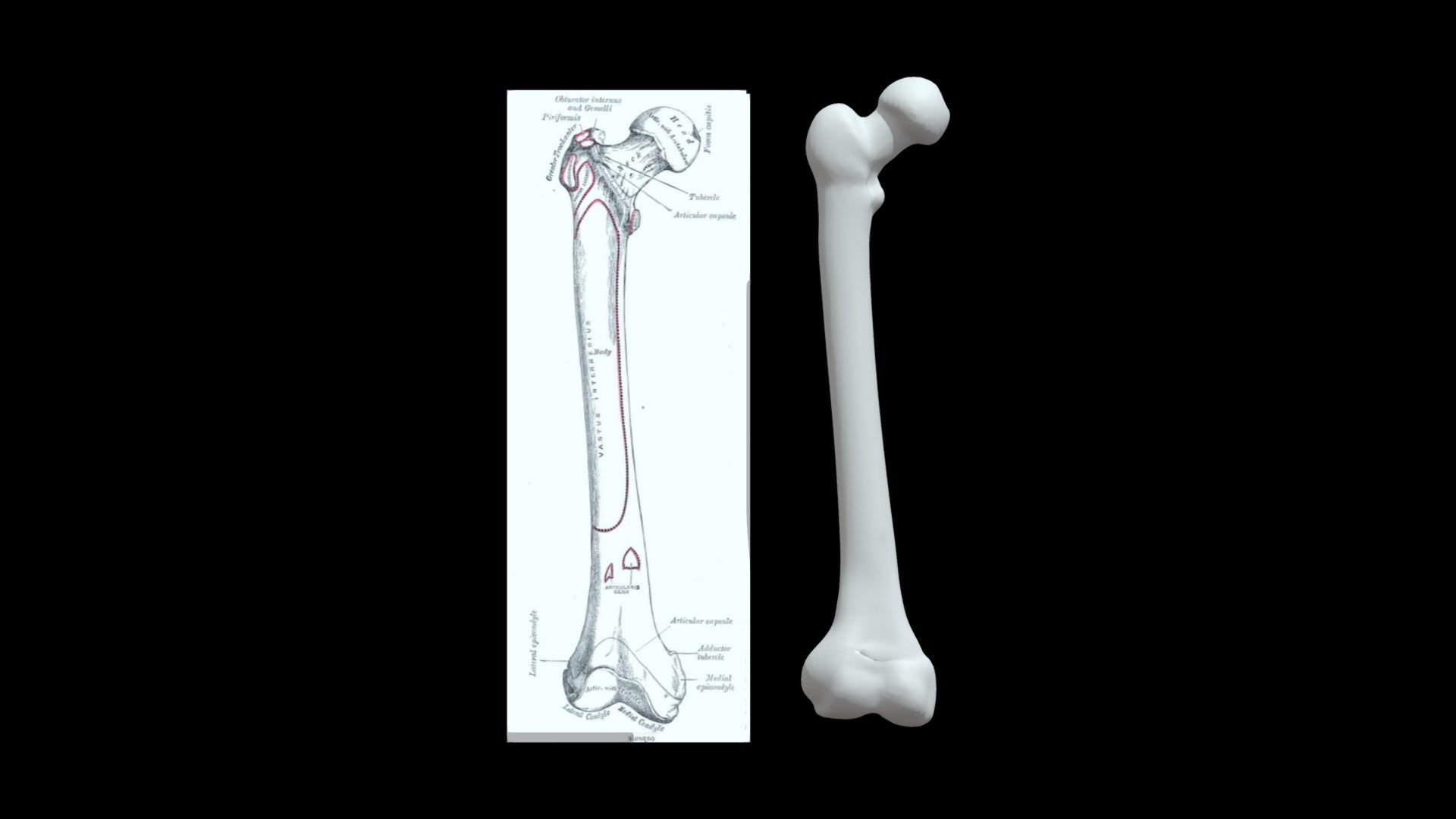 WIP Femur Sculpt - 3D model by Terrie (@terrielsimmons) [02da66e ...
