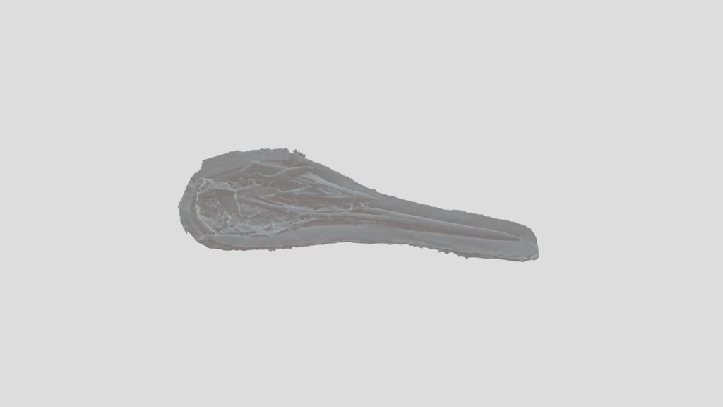 Fish Osteology and Palentology - A 3D model collection by Dr.Fish ...
