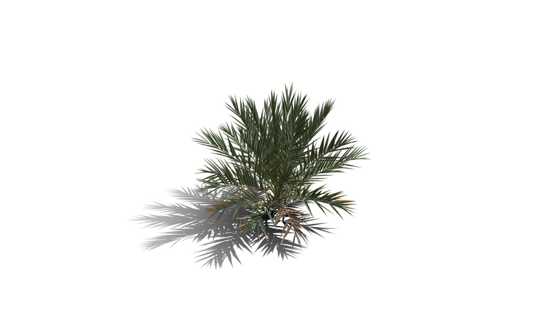 Realistic HD Date palm (1/78) - Download Free 3D model by PlantCatalog ...