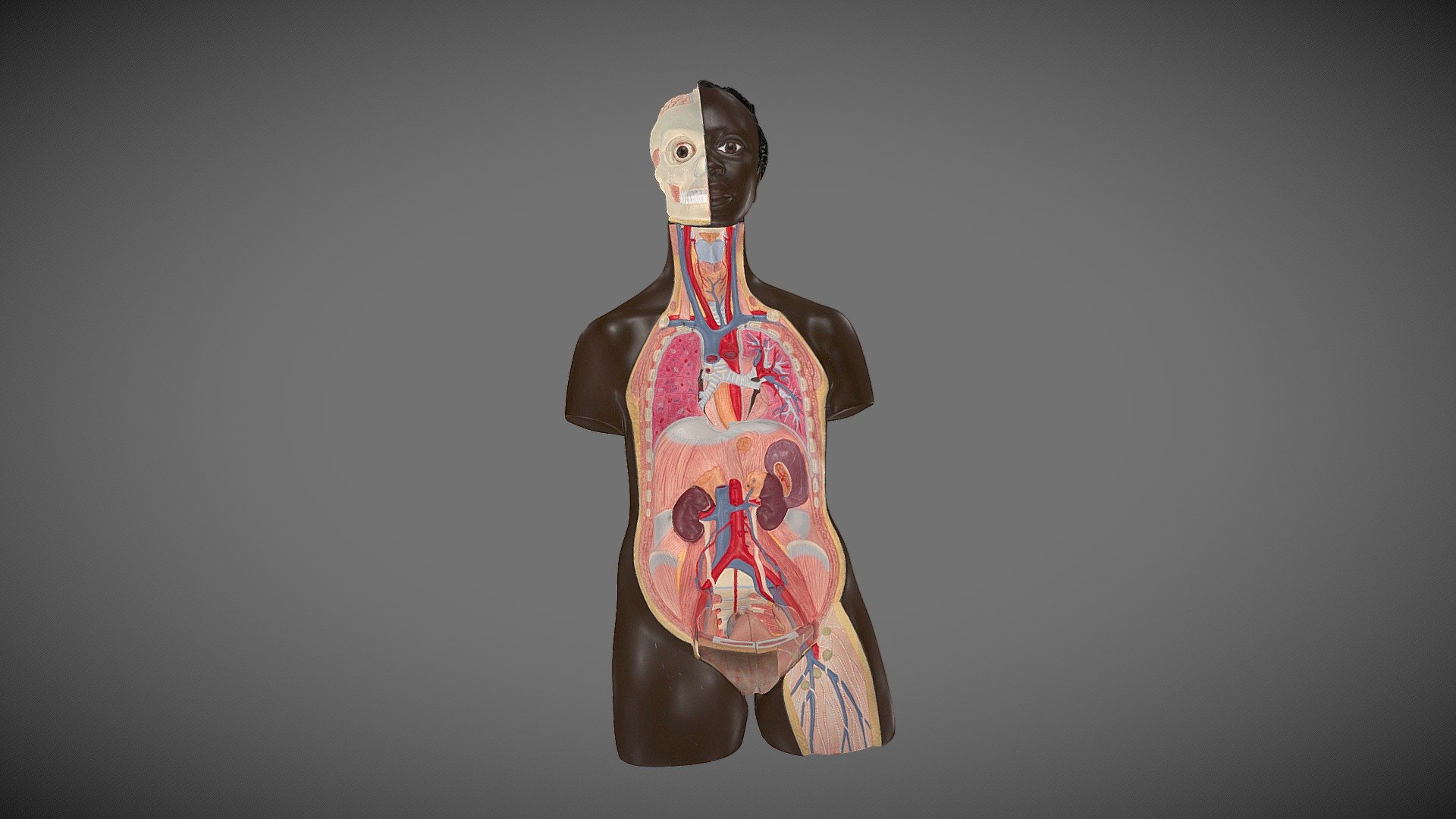 renal system - 3D model by OrJames Labs (@orjameslabs) [02dbeb1 ...