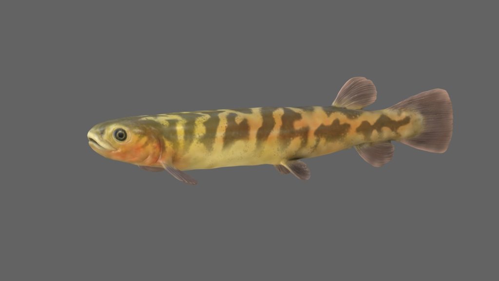 Gollum Galaxid - 3D model by jhdoyle [02ec752] - Sketchfab