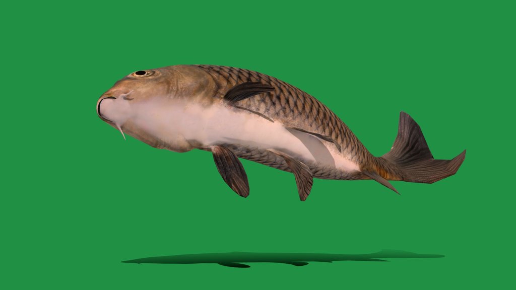 Fish - A 3D model collection by lacerda.julio - Sketchfab