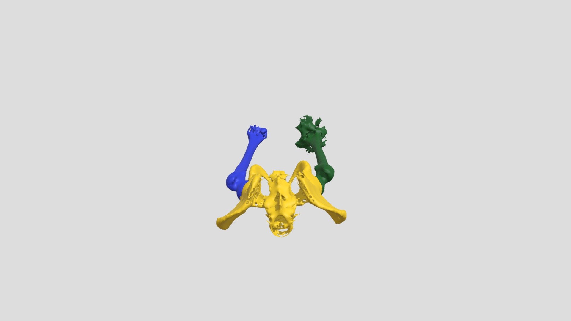 Femur segmentation Brendan - Download Free 3D model by Brendan H ...