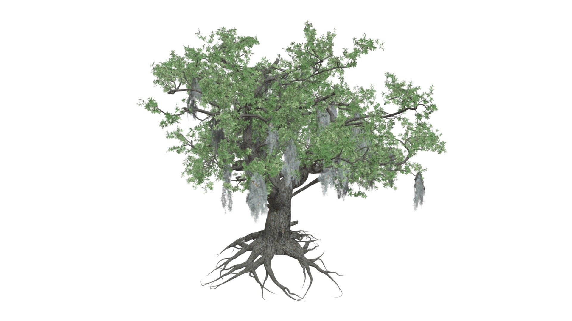 Live Oak Tree #05 - Buy Royalty Free 3D model by meshshape [02f7189 ...