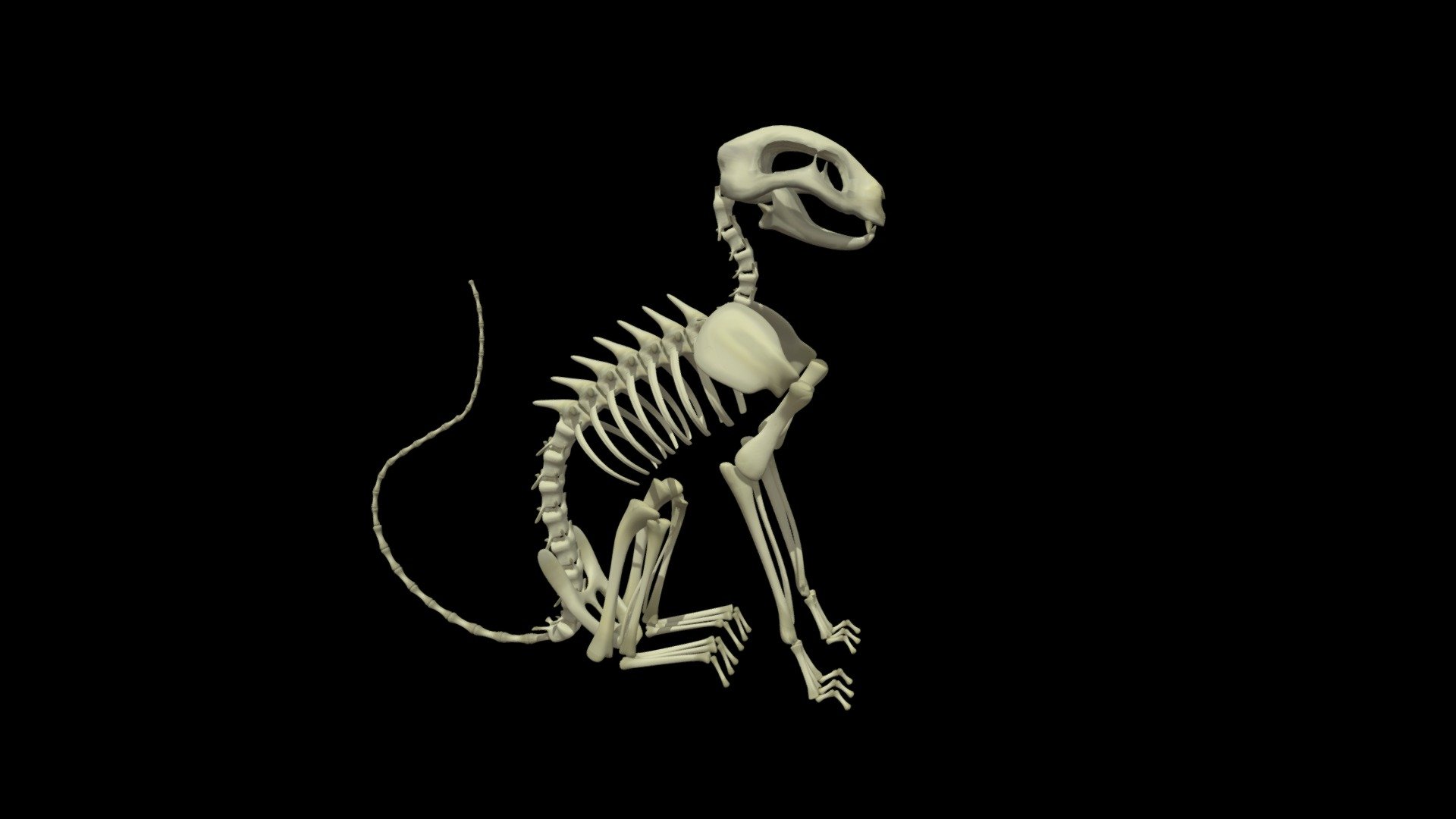 Cat Skeleton - Download Free 3D model by Shaina (Regan) Alvarez (@regan ...