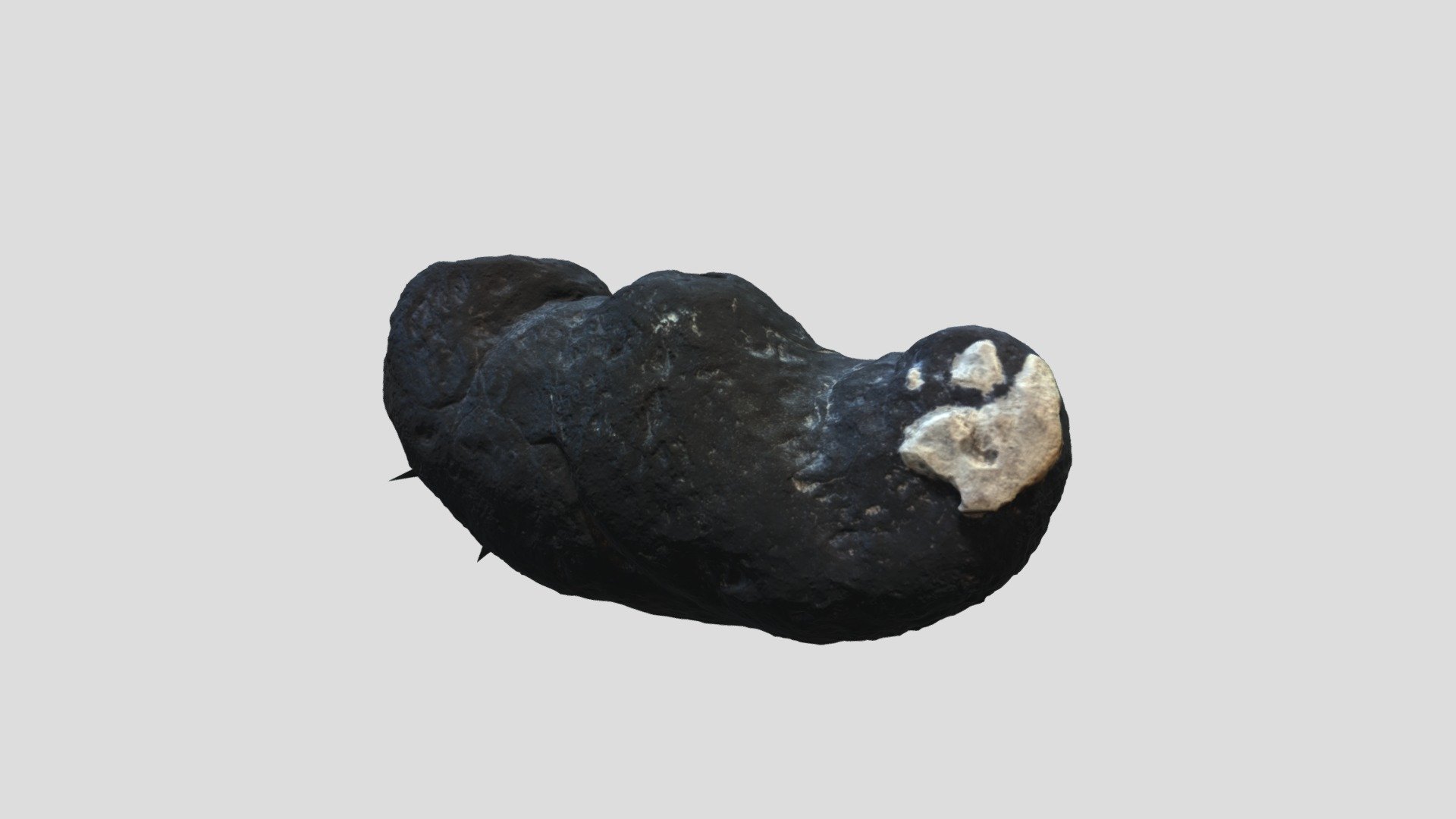 Shark Coprolite With Inclusion - Download Free 3D model by ...