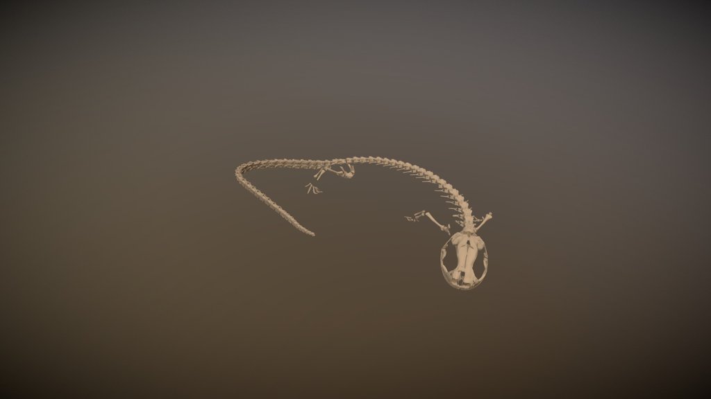 Vertebrate Anatomy - Skeletons - A 3D model collection by Blackburn Lab ...