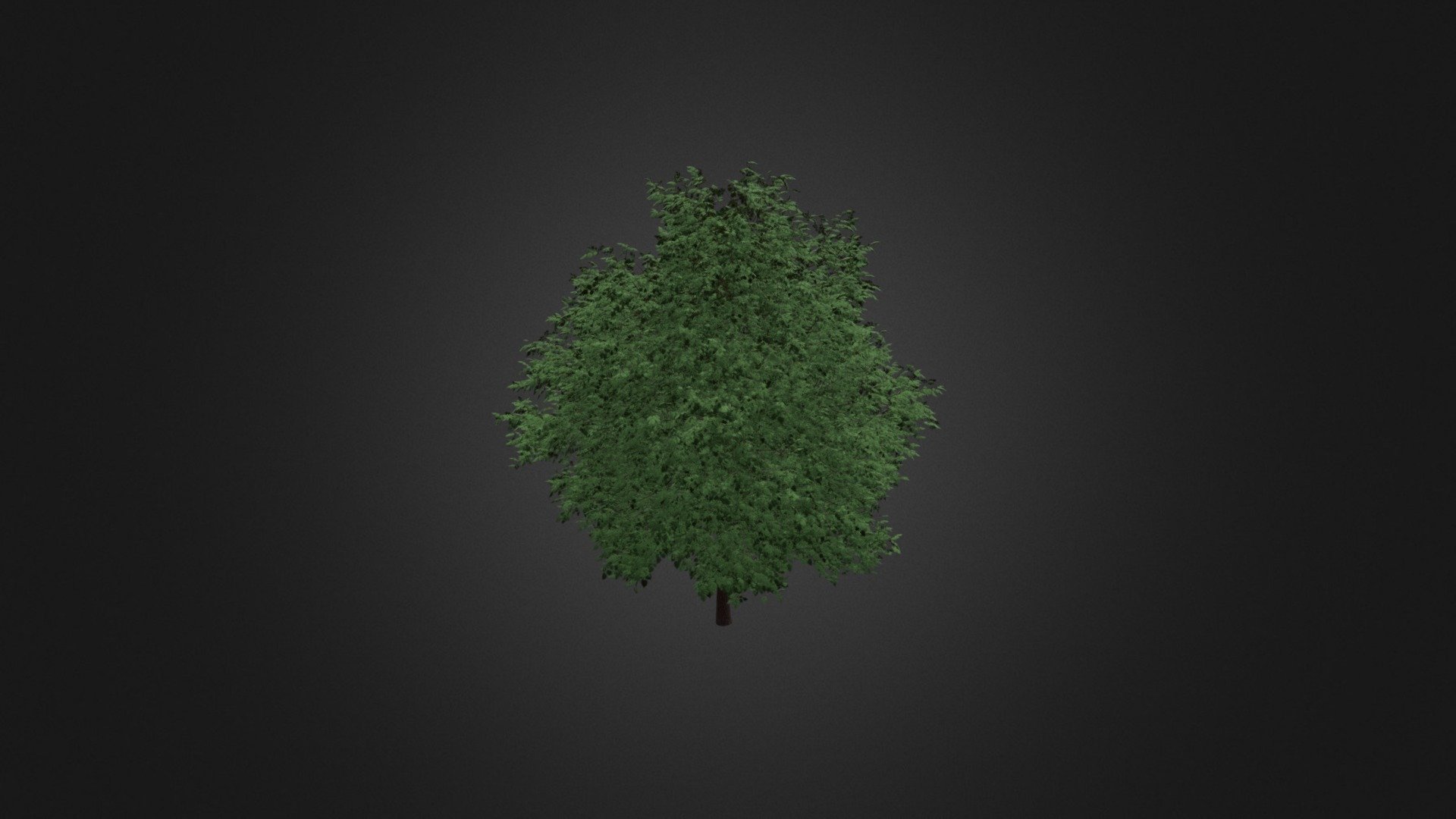 Large-leaved Lime Tree (Tilia platyphyllos) 7.2m - Buy Royalty Free 3D ...