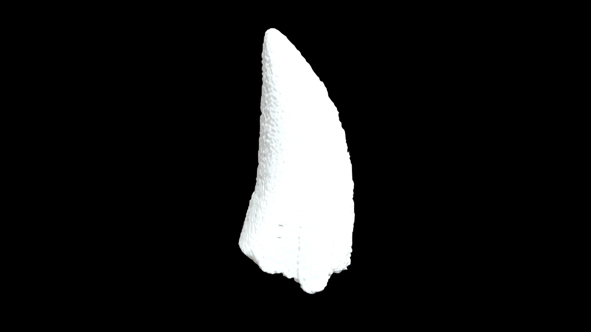 MUSM 6110 Theropod Tooth - 3D model by Casey (@cath9281) [0314577 ...