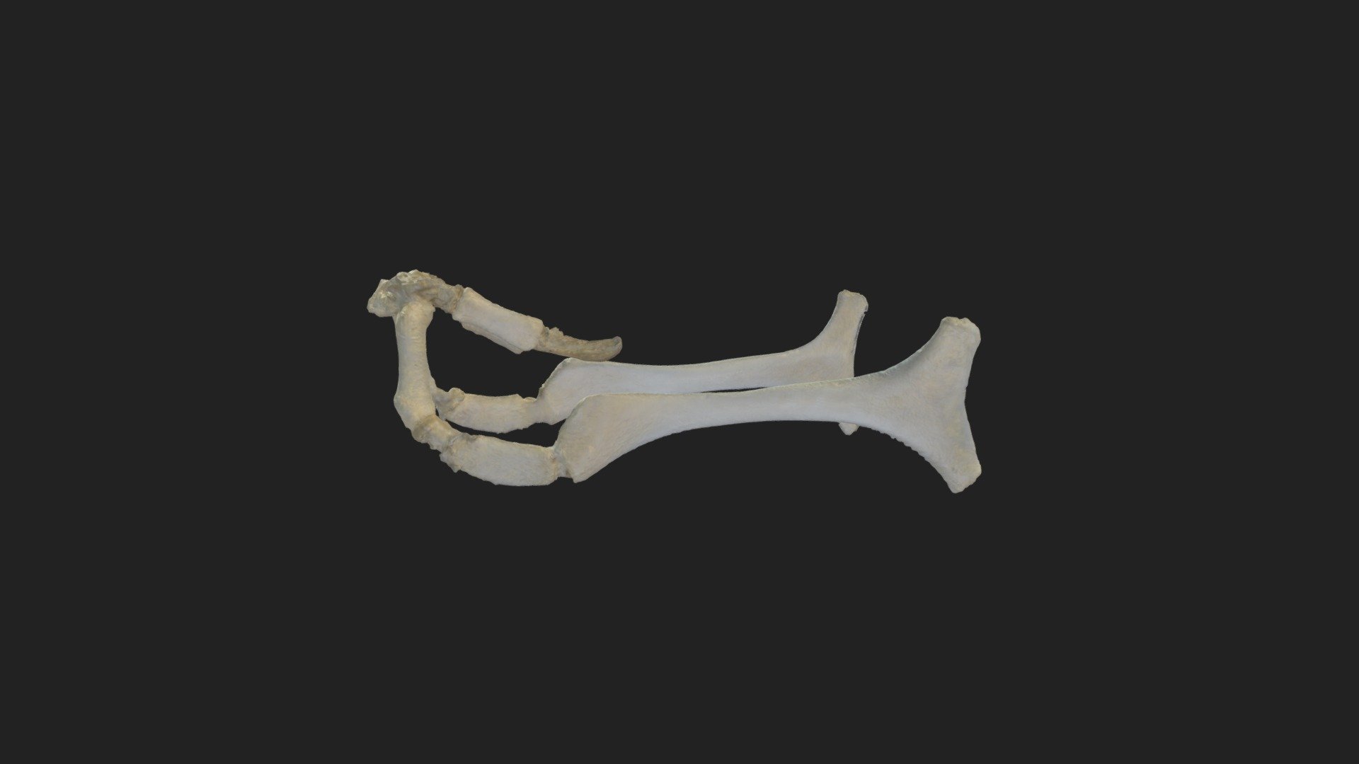 hyoid bone sheep - 3D model by vetanatMunich [0316303] - Sketchfab