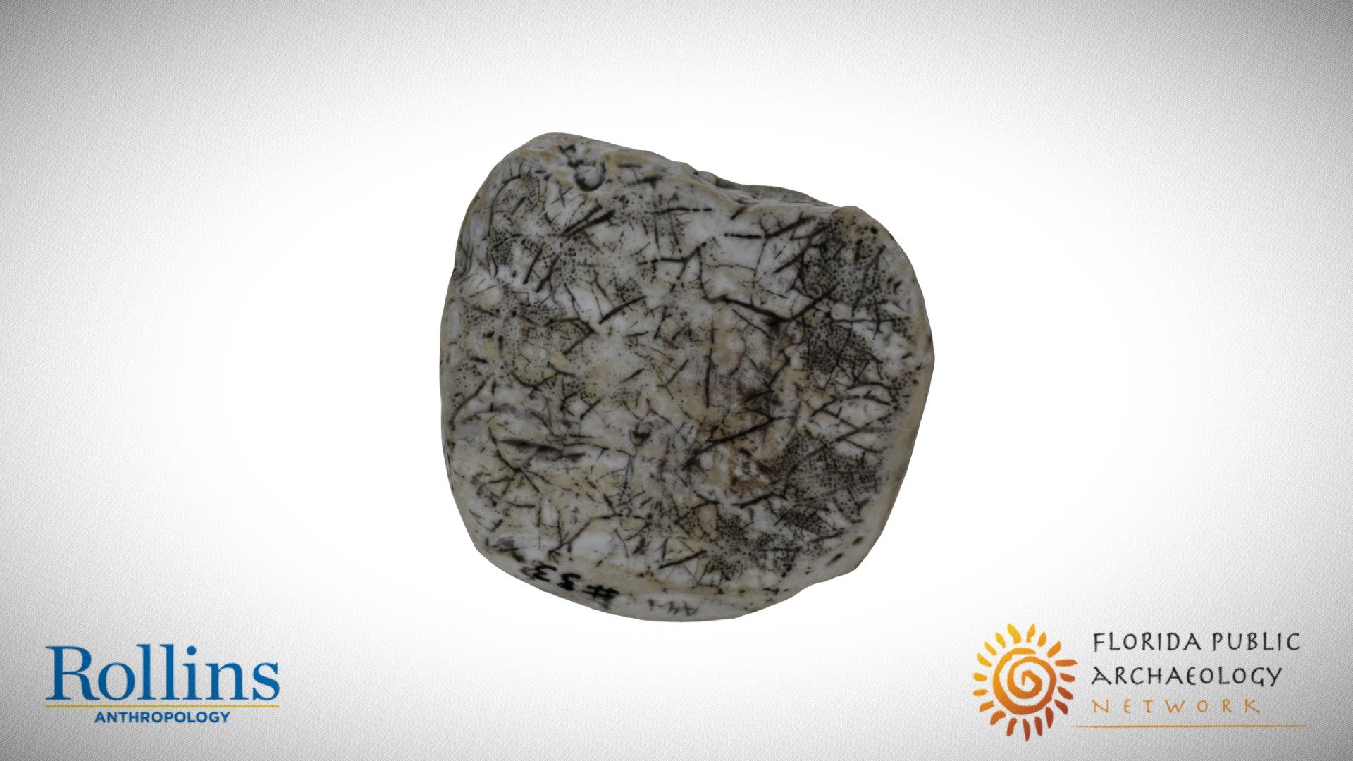 Shell Adze - Download Free 3D model by Florida Public Archaeology ...