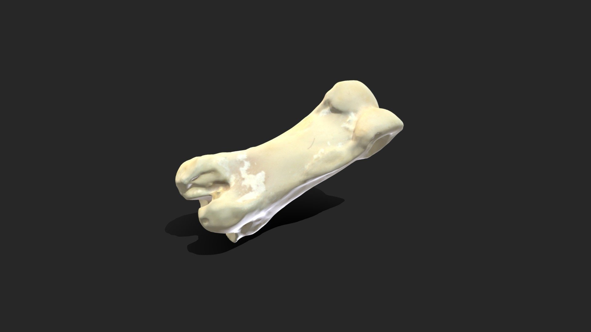Phalange - 3D model by MSP-Paleo [0316d38] - Sketchfab