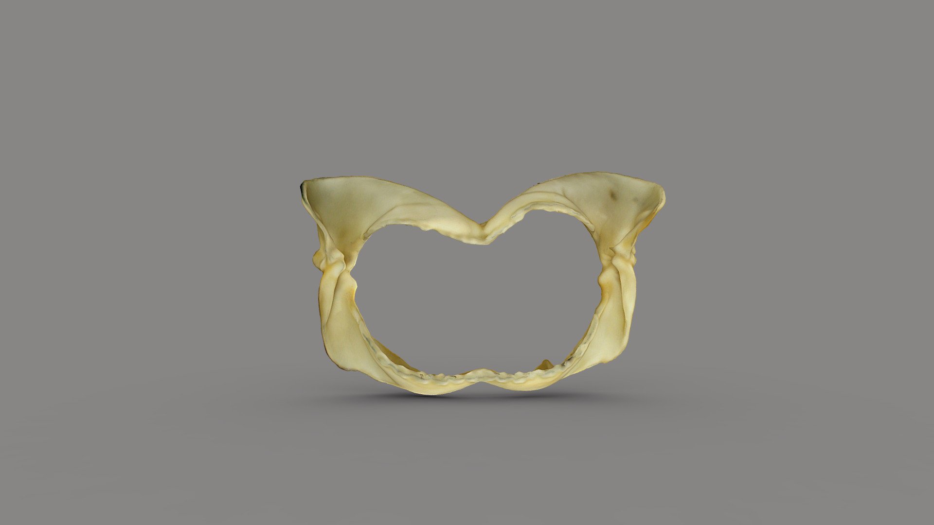 Soupfin Shark Jaw - Download Free 3D model by The Herring Run ...