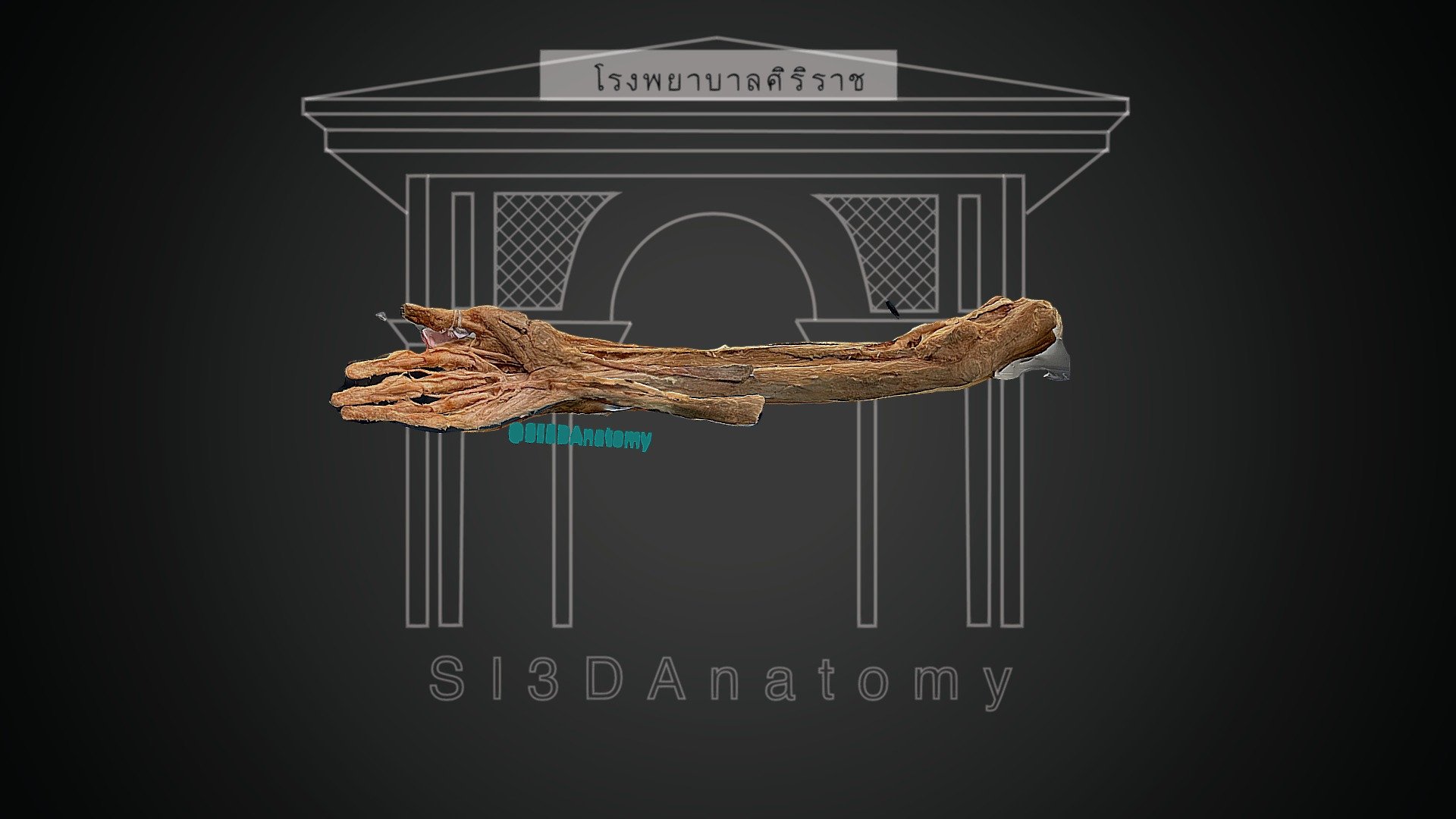 Forearm muscles - 3D model by SI3DAnatomy [0327058] - Sketchfab