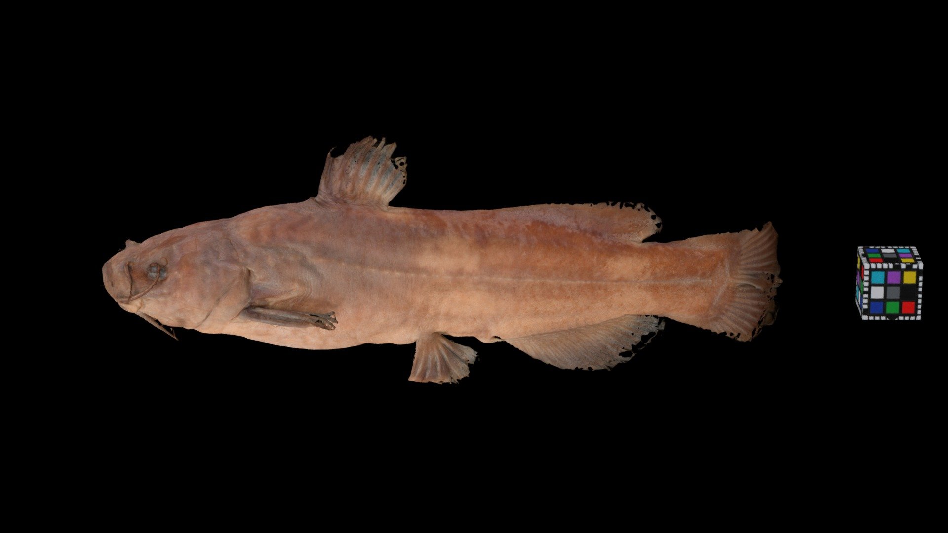 ネコギギ Bagrid catfish, Pseudobagrus ichikawai - 3D model by ffish.asia ...