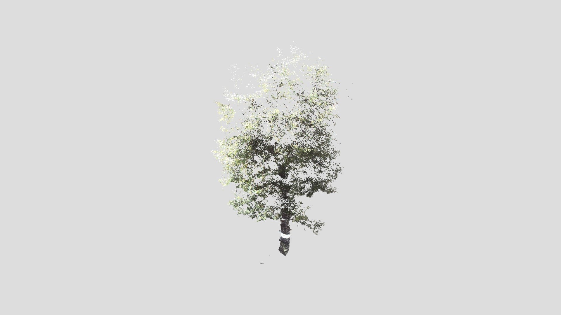 tree8-pointcloud - 3D model by Nodai_Kunii_Lab (@mmsroadsidetree) [0329a22] - Sketchfab