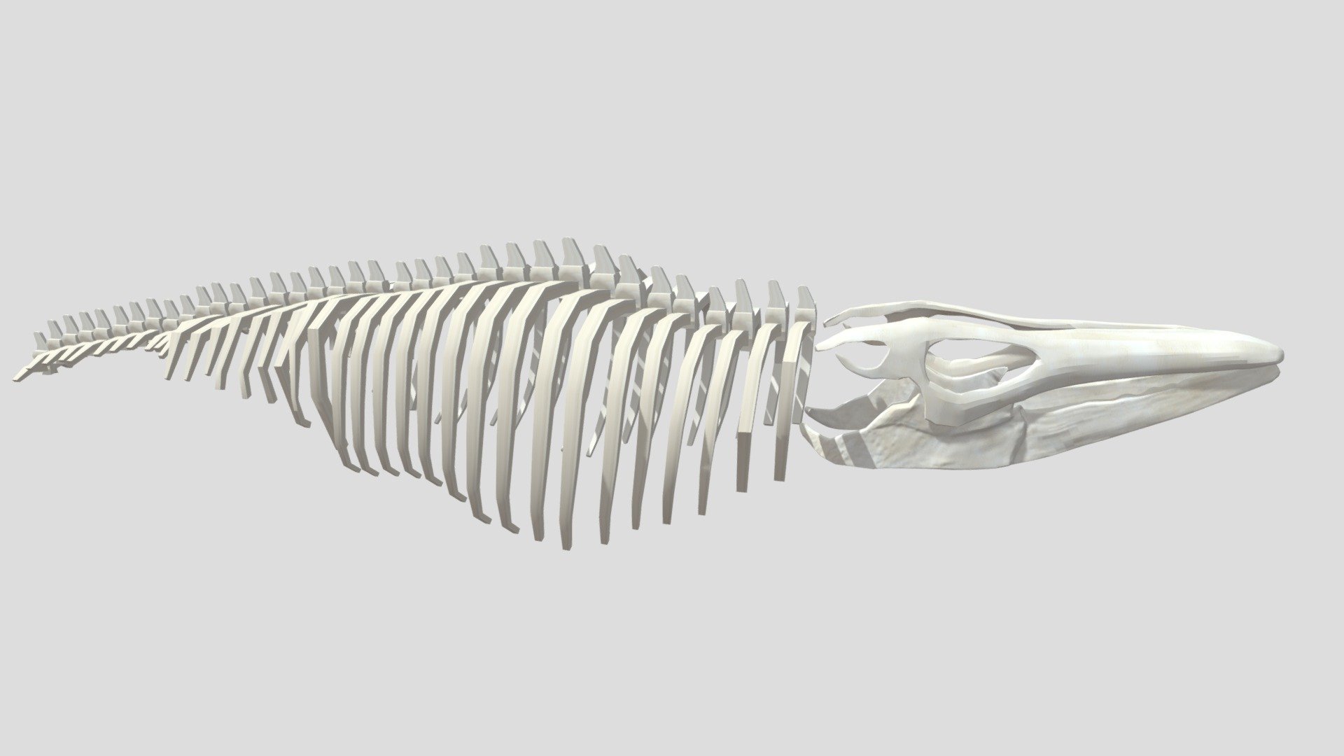 Sea Beast Skeleton - 3D model by neo.elzakkers [032abd4] - Sketchfab