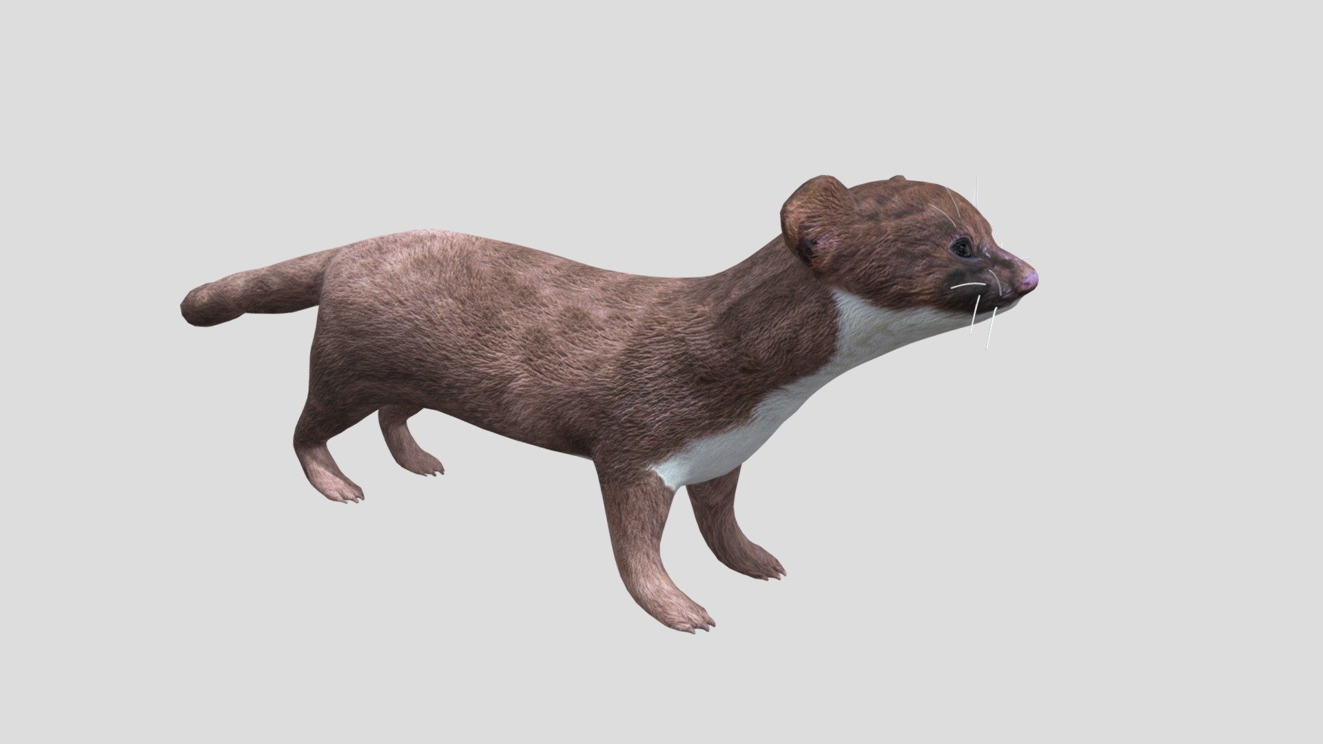 Weasel - Buy Royalty Free 3D model by rmilushev [032b536] - Sketchfab Store