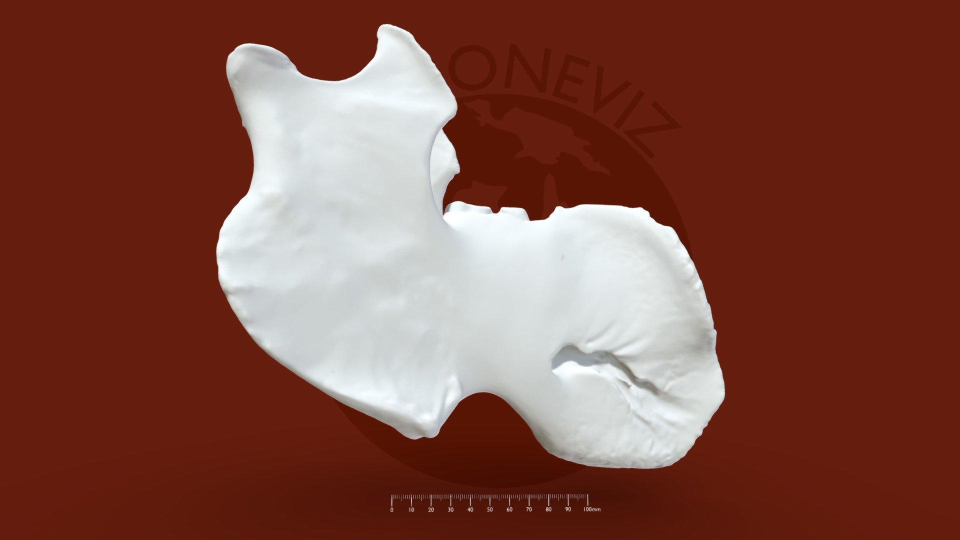 Dugong mandible - 3D model by Ozboneviz [032ce6d] - Sketchfab