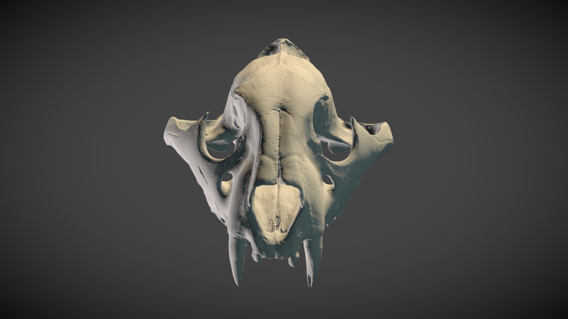 Panthera pardus - 3D model by EDDyLab @ULiege (@eddylab) [032f34e ...
