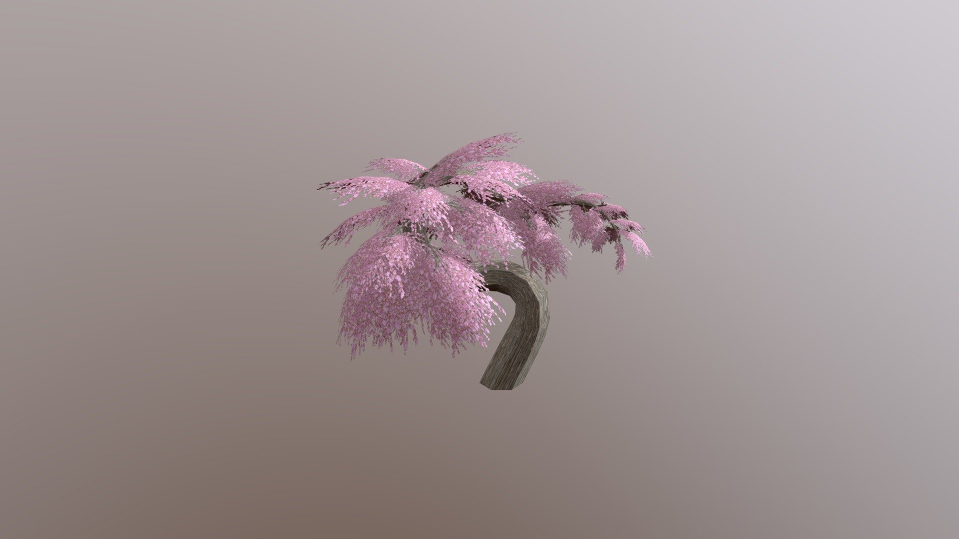 Cherry blossom tree - 3D model by Evanbl [032fa57] - Sketchfab