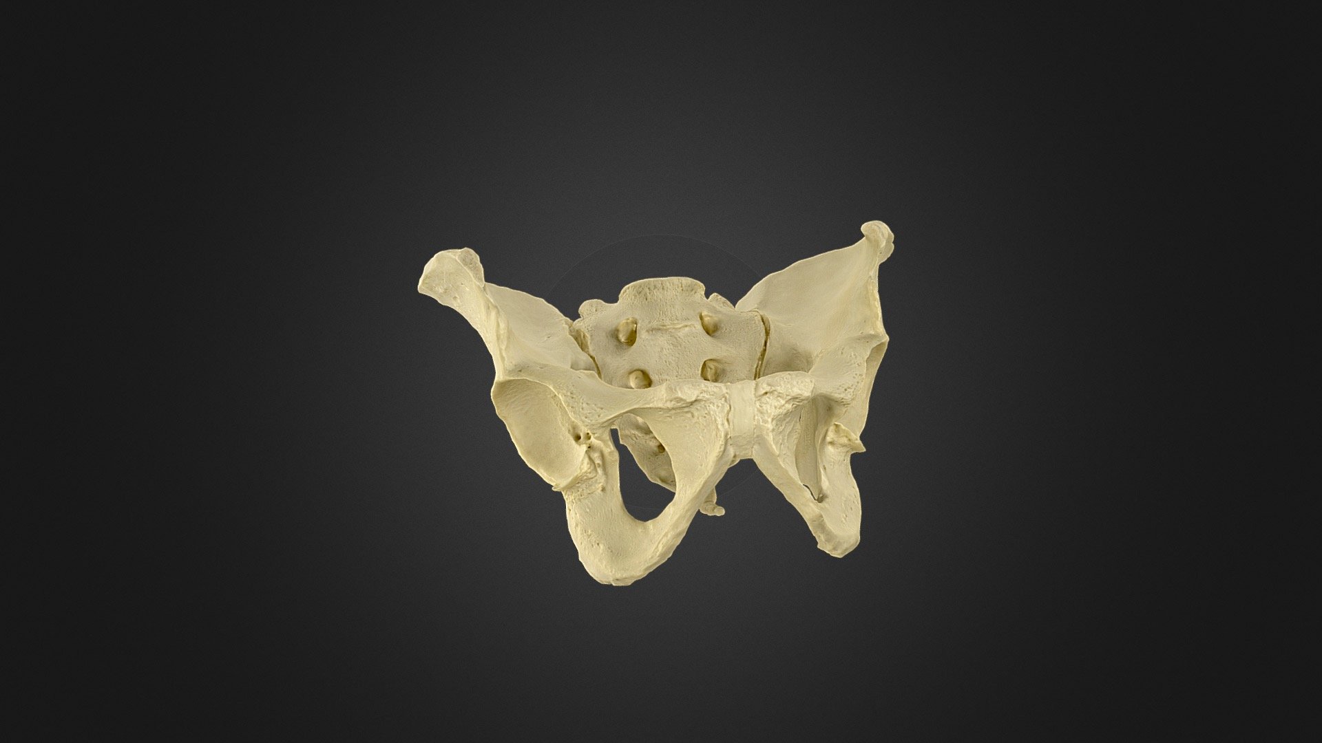 Pelvis COMP-113-1 - 3D model by WeberCATS [0332ab1] - Sketchfab