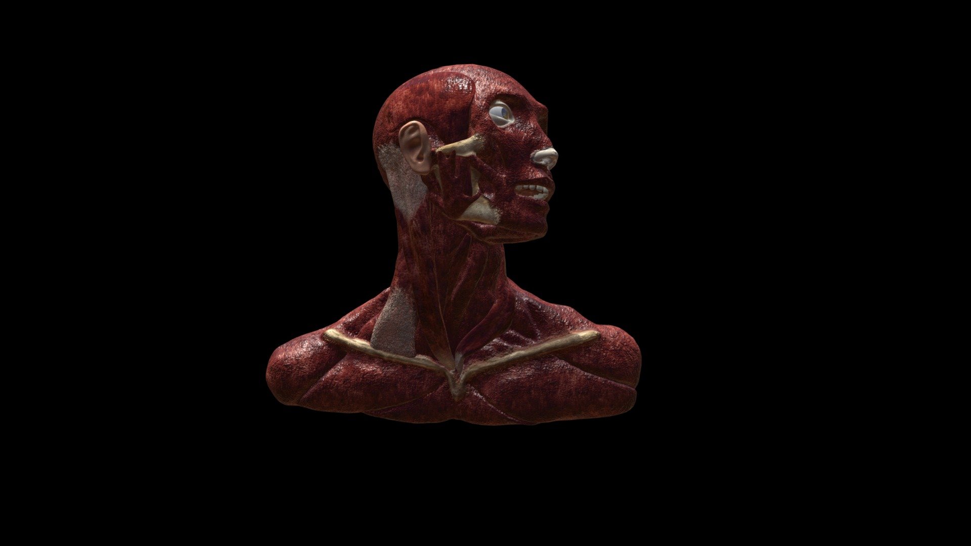 Vintage Ecorche - 3D model by AH (@idealiz3d) [0333130] - Sketchfab