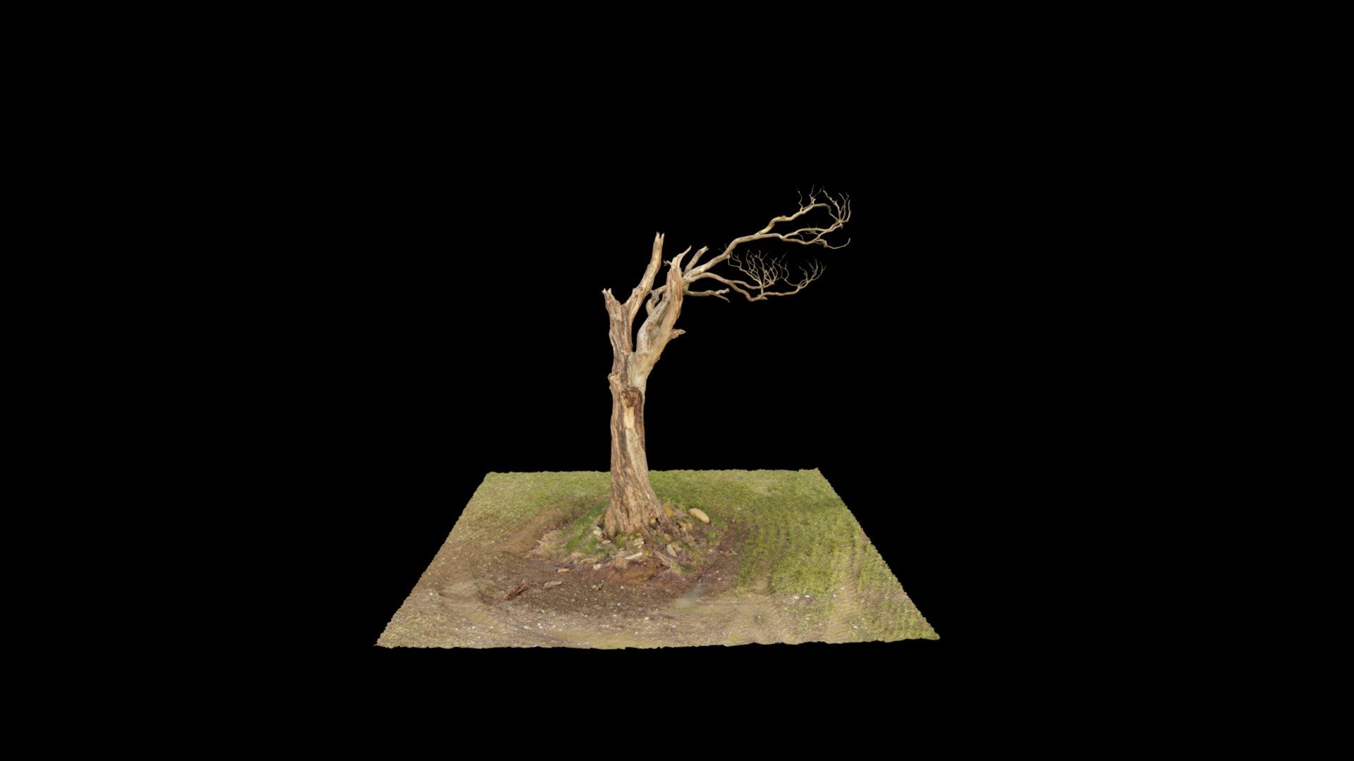 Coach Corner Tree HiQual (P) - 3D model by Digital Twin Survey ...