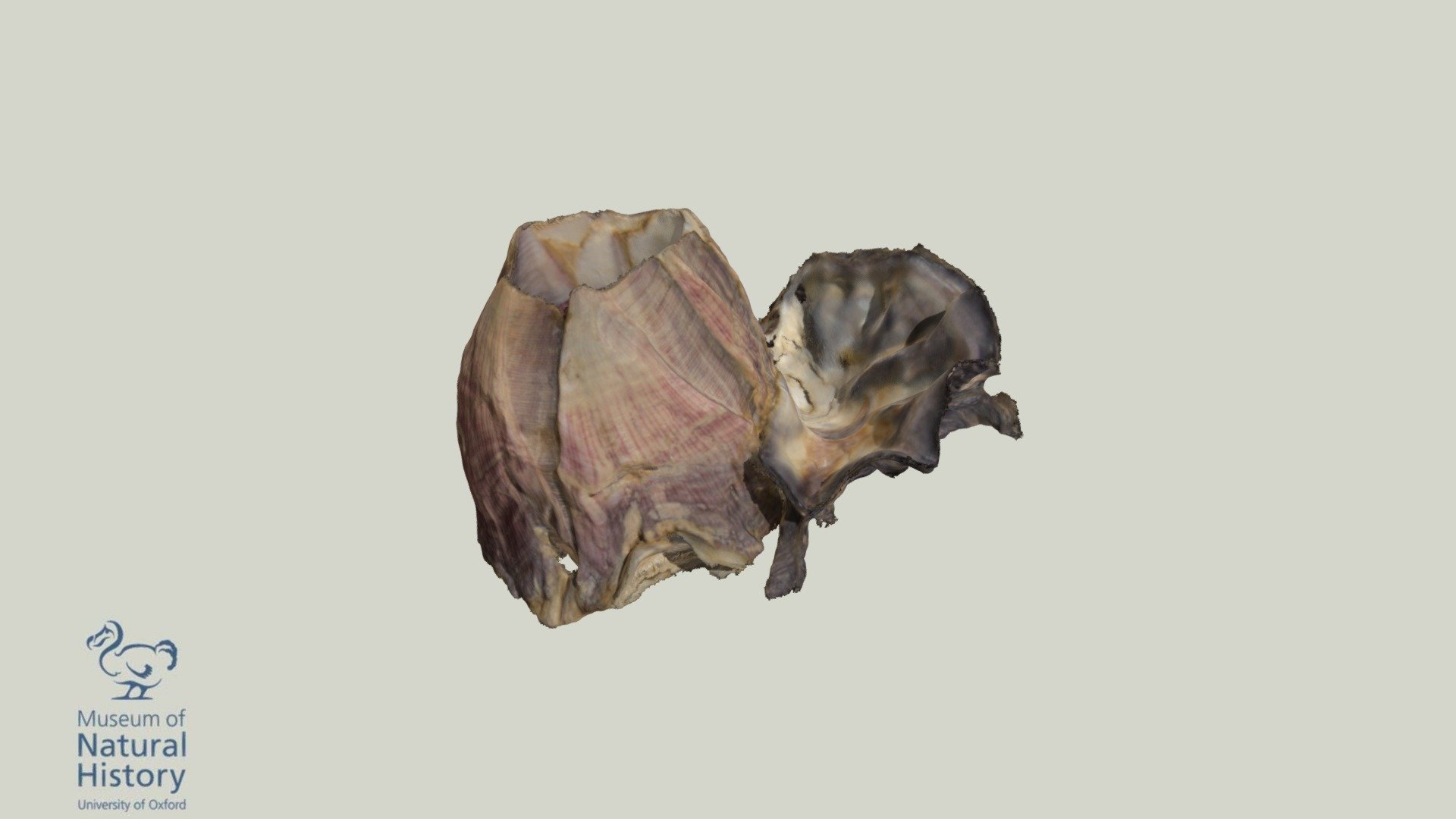 Barnacle - 3D model by Oxford University Museum of Natural History ...