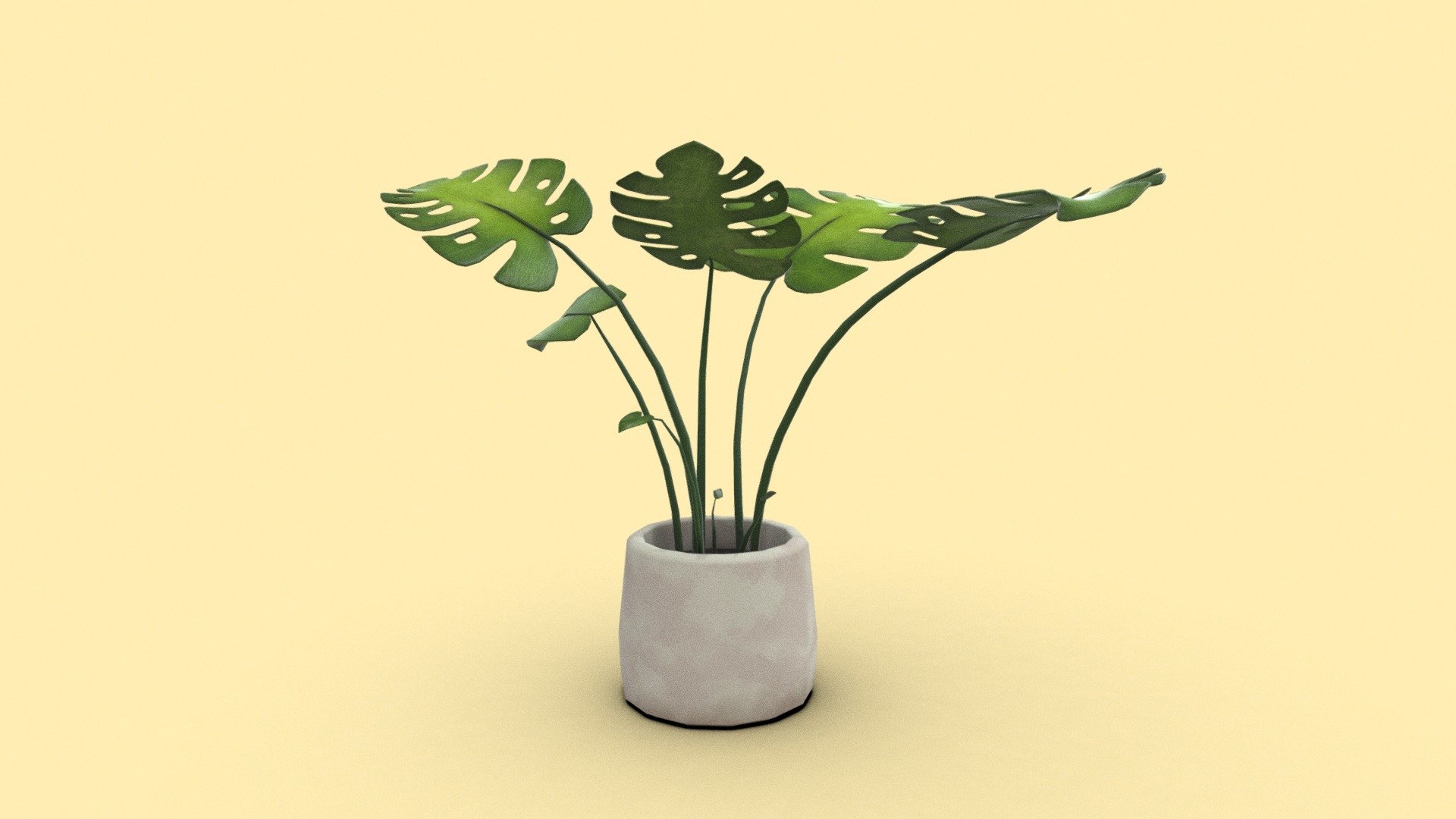 Monstera Office Plant - 3D model by RachelEve [0349bff] - Sketchfab