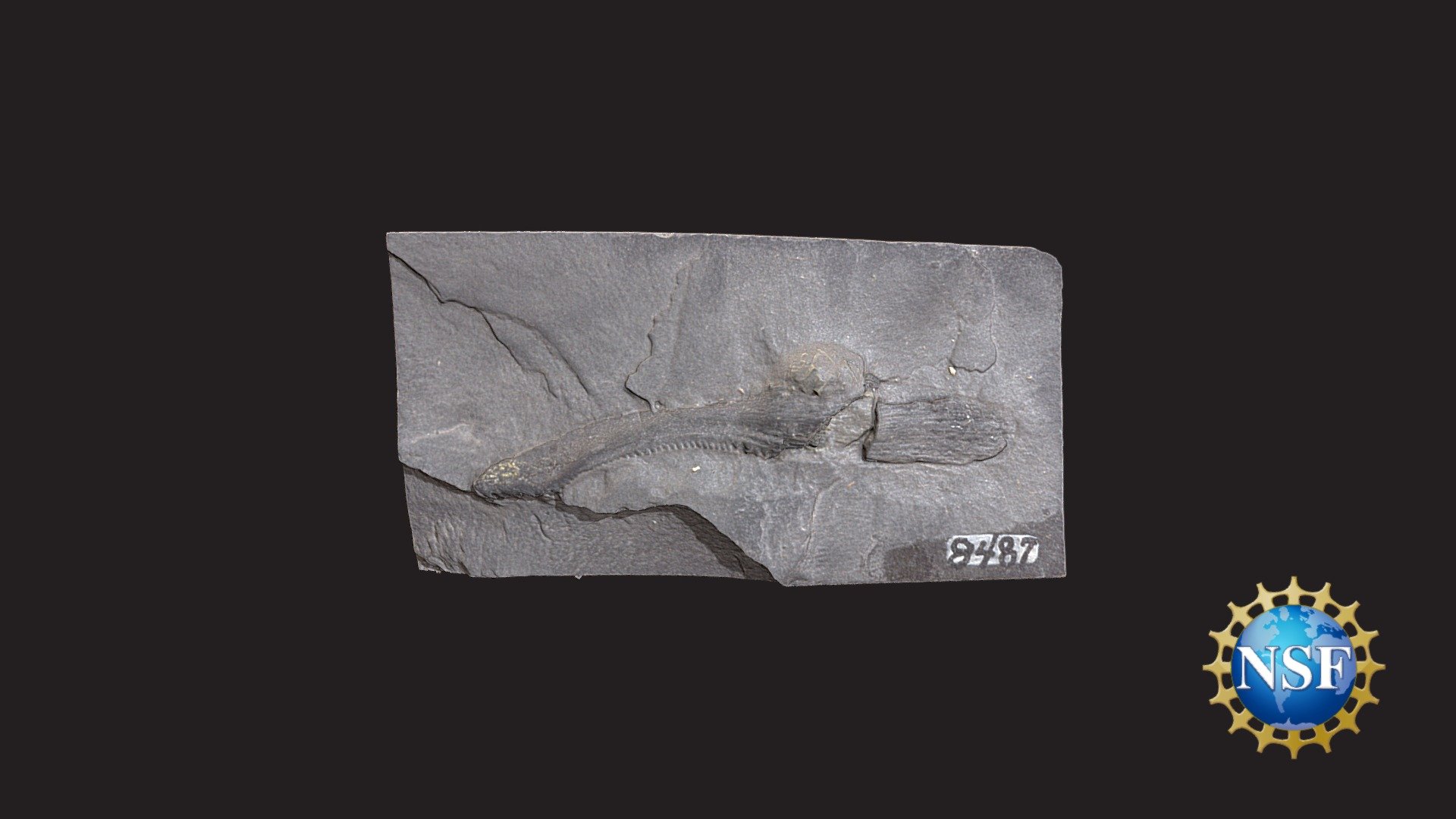 CMNH 8487 Micro Arthrodire Infragnathal - 3D model by Cleveland Museum ...