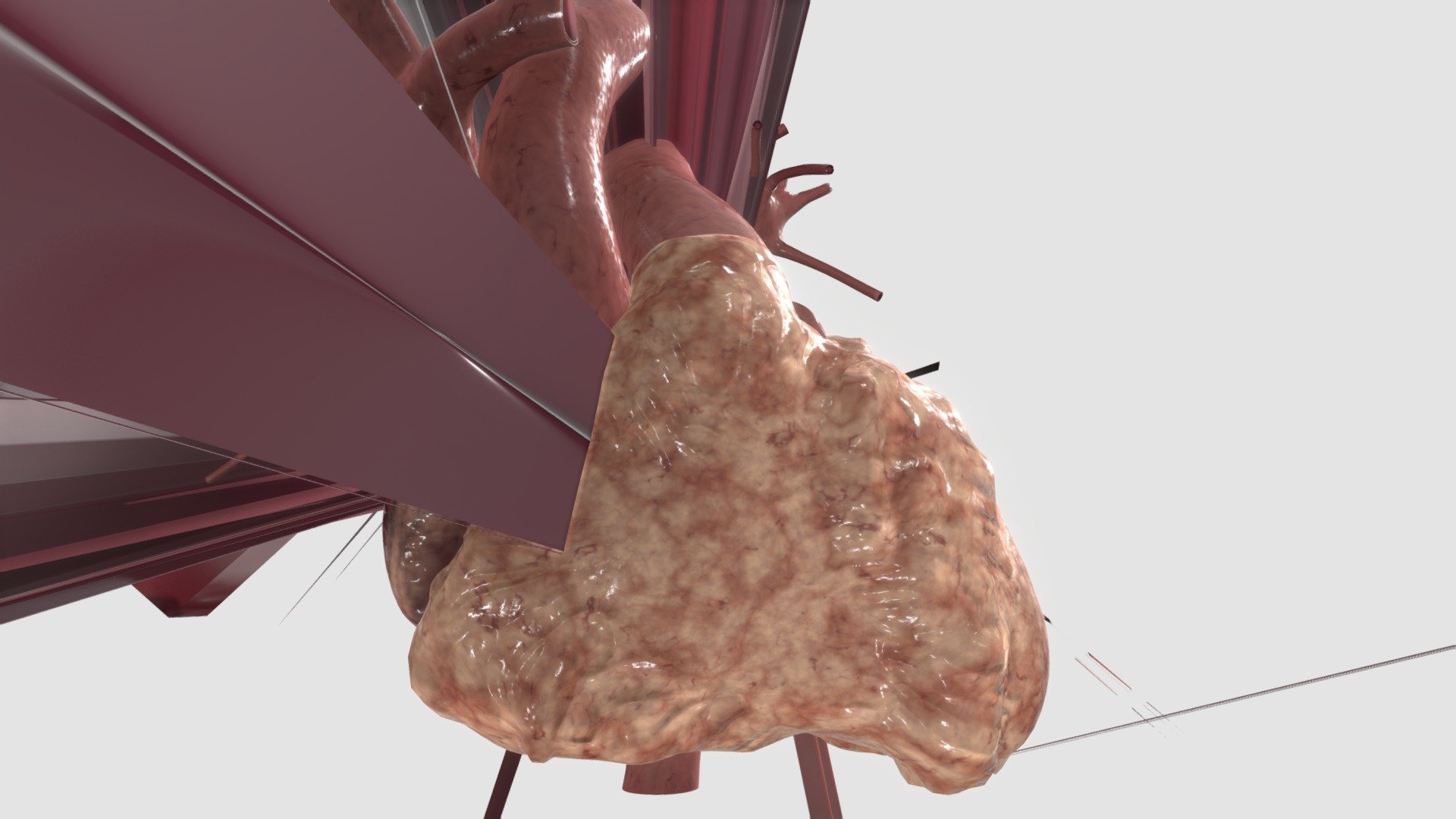Heart (with fat) - 3D model by etchng [034e318] - Sketchfab