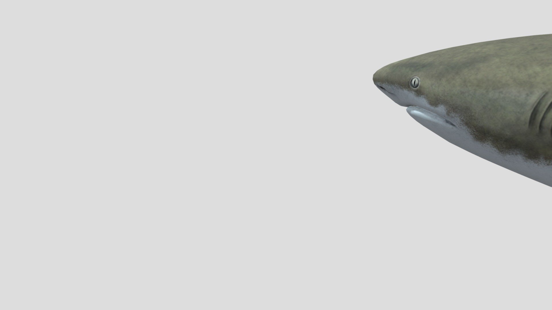 Ikan Hiu - 3D model by muhammad.furqon.srg [0352b1e] - Sketchfab