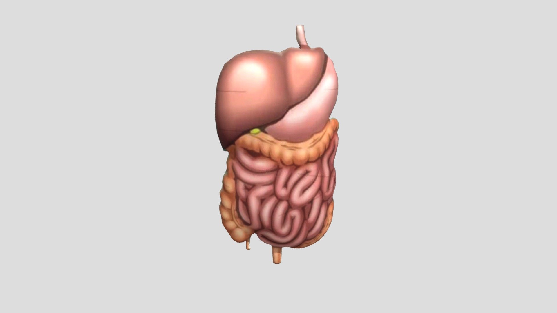 Human Organs - Download Free 3D model by mkhasant [0353166] - Sketchfab