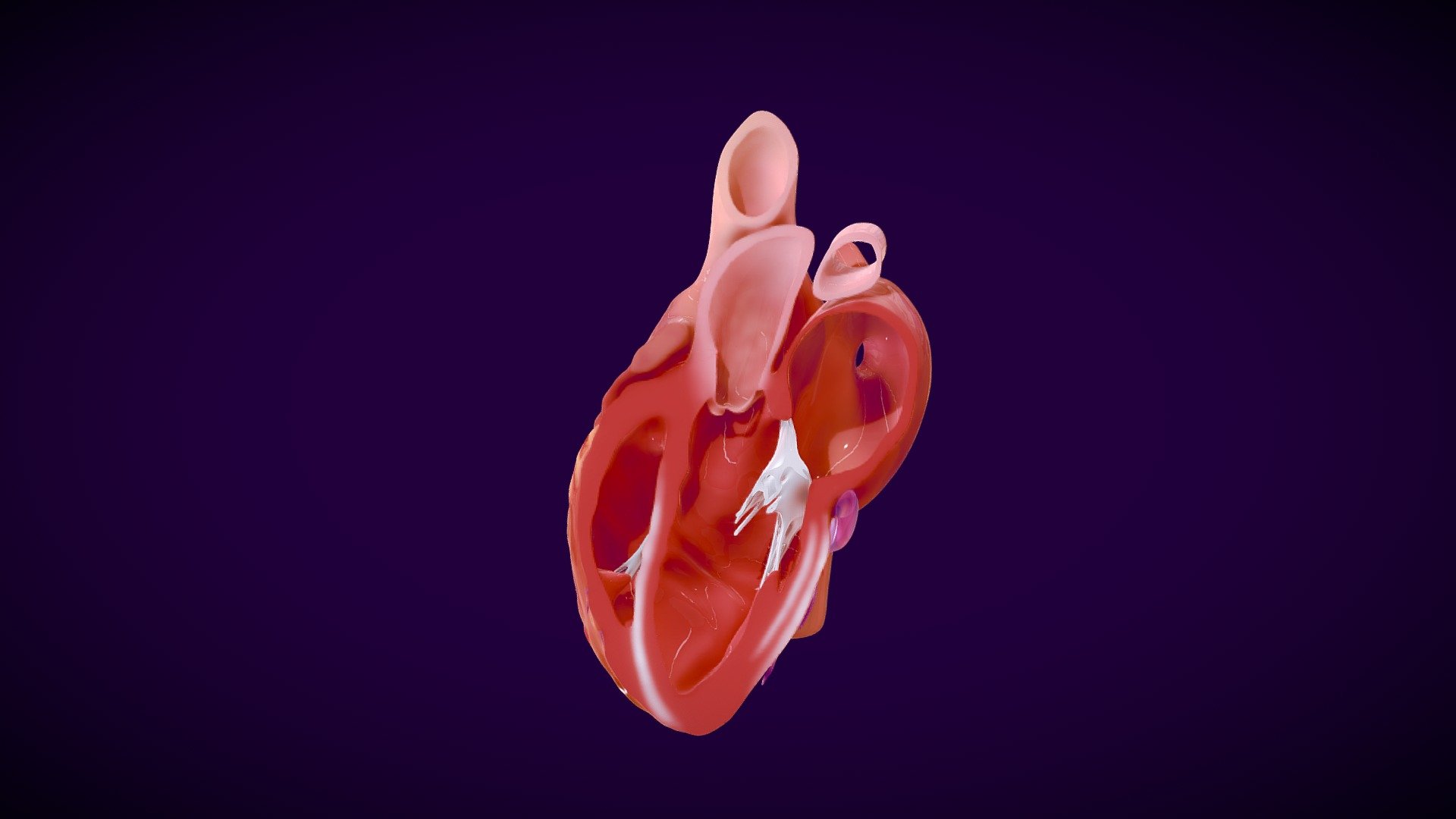 Heart 3CH View - 3D model by AUmedart [03537f2] - Sketchfab
