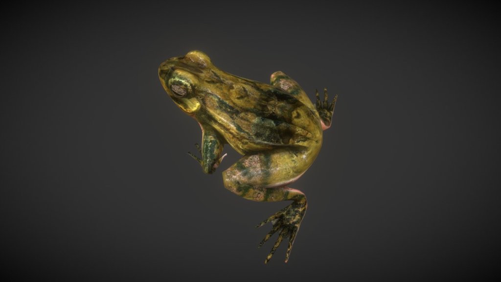 Frog Model - 3D model by PinkCloud Studio (@pinkcloudstudio) [0357306 ...