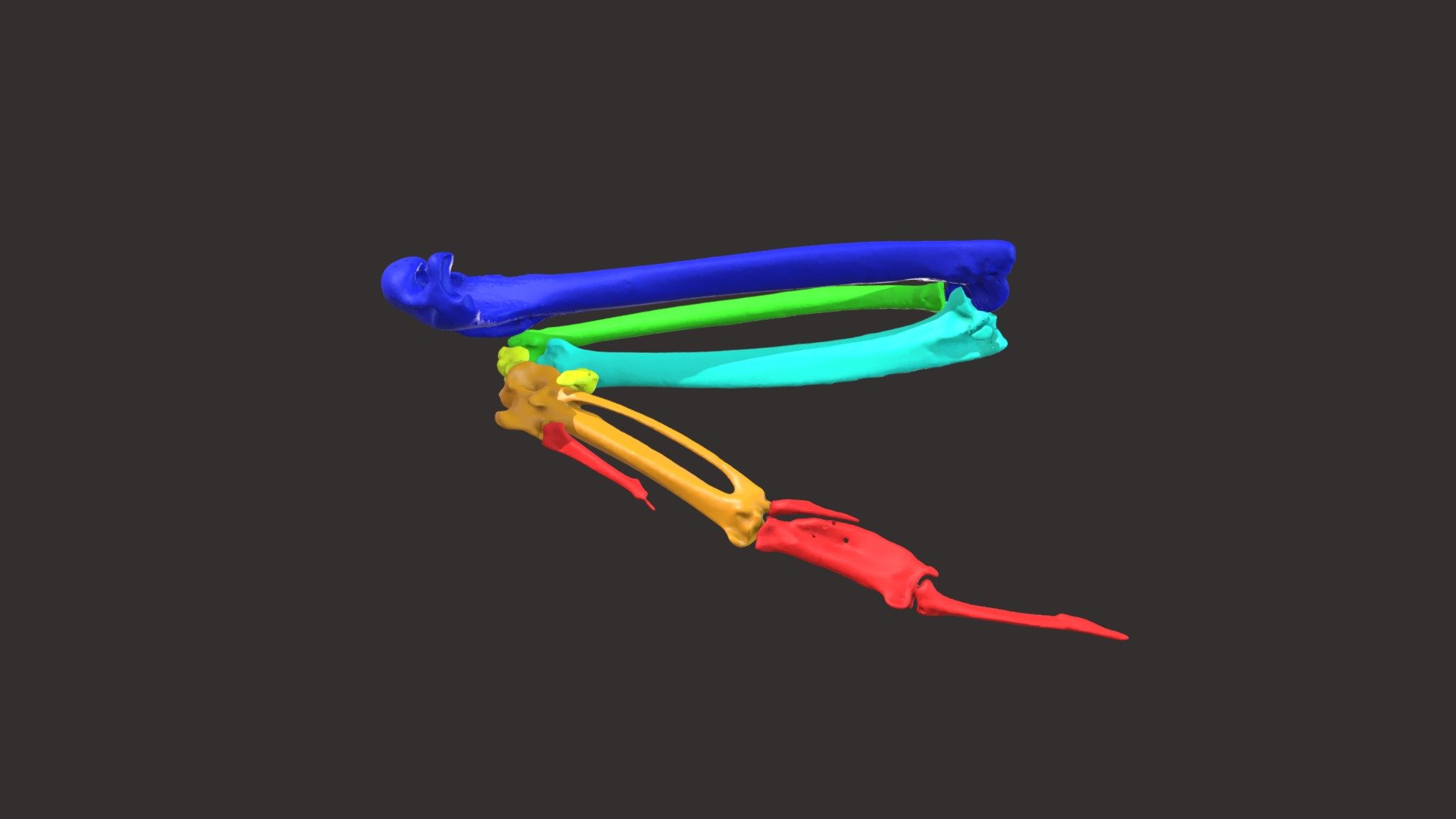 Atlantic Puffin Wing Skeleton - 3D model by Blackburn Lab (@ufherps ...